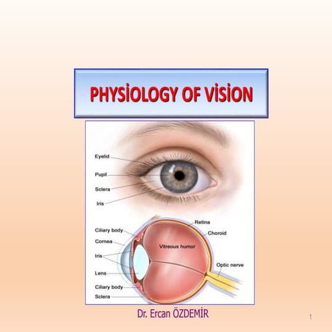 Physiology of vision | PPTX