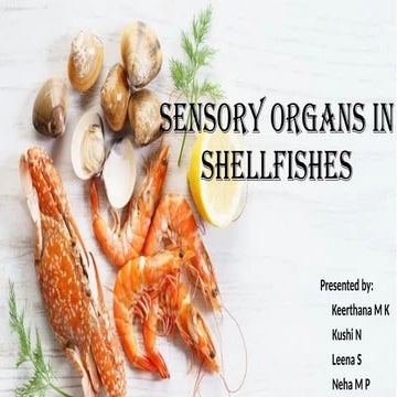 Sensory organs in shellfish - physiology | PPTX
