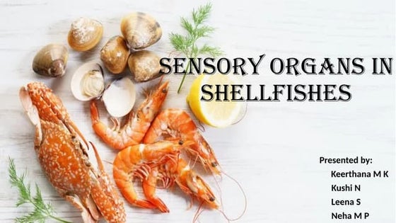 Sense organs of insects and their structure | PPTX | Eye and Vision ...