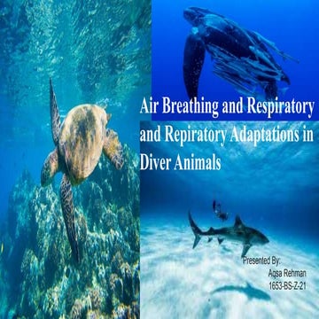 Air breathing and respiratory adaptations in diver animals | PPTX