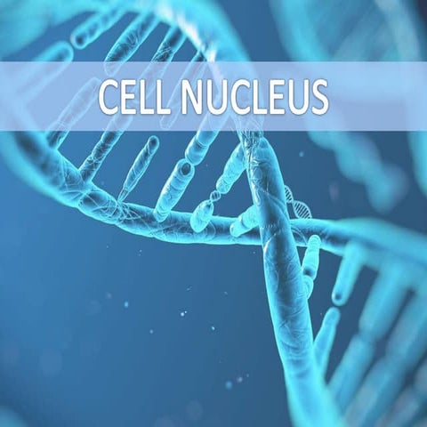 Physiology presentation cell nucleus | PPT