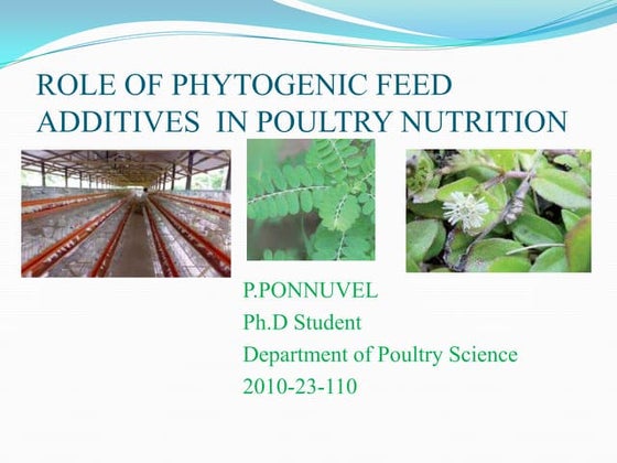 Boundaries of flank and paralumbar fossa | PPTX