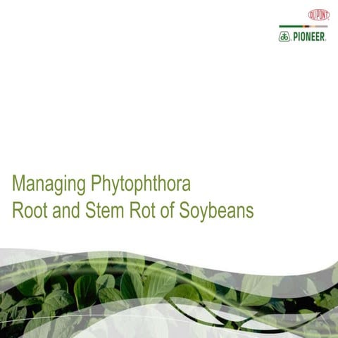 Managing Phytophthora Root & Stem Rot of Soybeans | PPTX