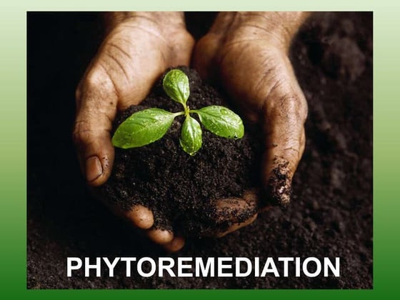Phytoremediation.ppt