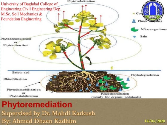 Phytoremediation.ppt