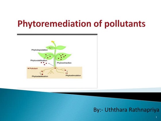 Phytoremediation.ppt