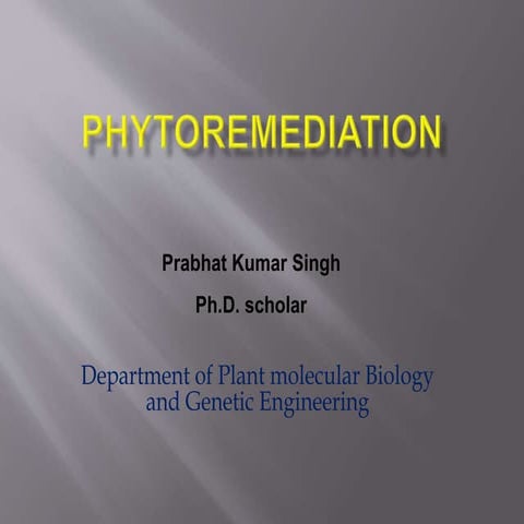 Phyto remediation ppt.pptx