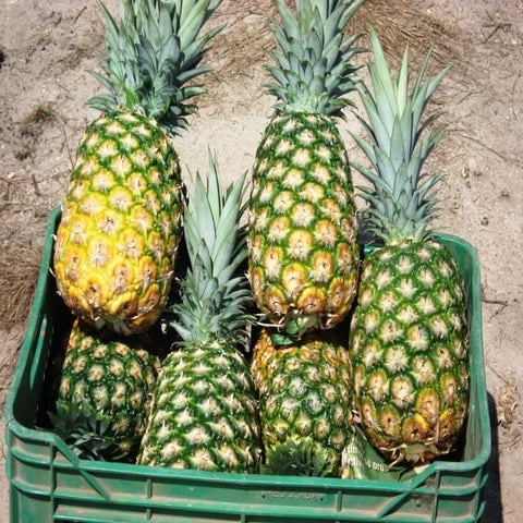 Piñas | PDF
