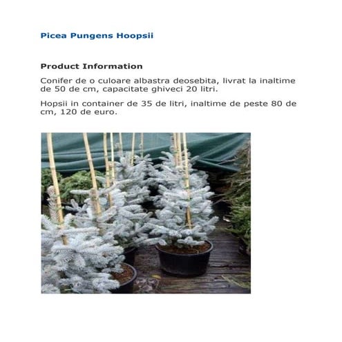 Picea pungens hoopsii | DOCX