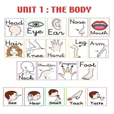 Picture dictation 1 the body | PDF