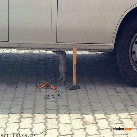 Funny pictures | PDF