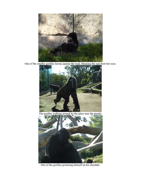 Monkey | DOC