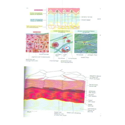 Pictures of Skin Layers | PDF