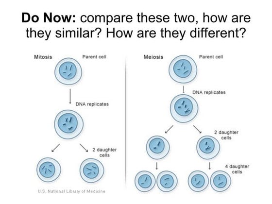 Mitosis | PPTX