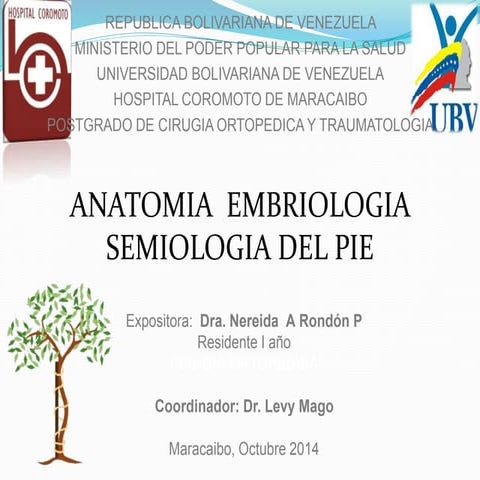 Articulación, huesos y músculos del pie | PPTX