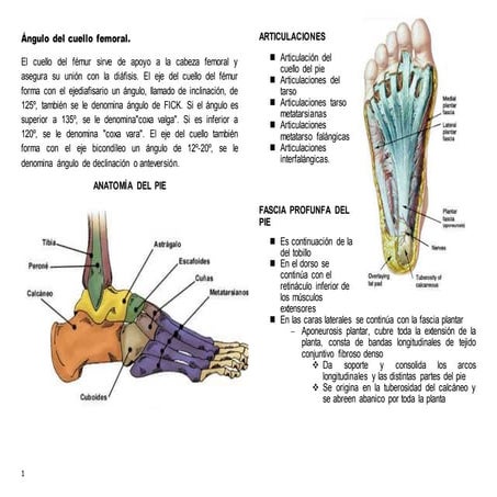 Anatomía De Los Arcos Del Pie 🦶🏼La Planta Del Pie Tiene Tres