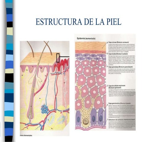Lesiones secundarias de la piel-dermatología | PPTX
