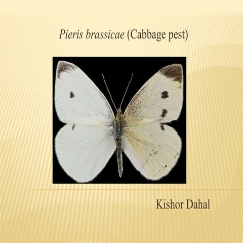 Pieris brassicae | PPTX