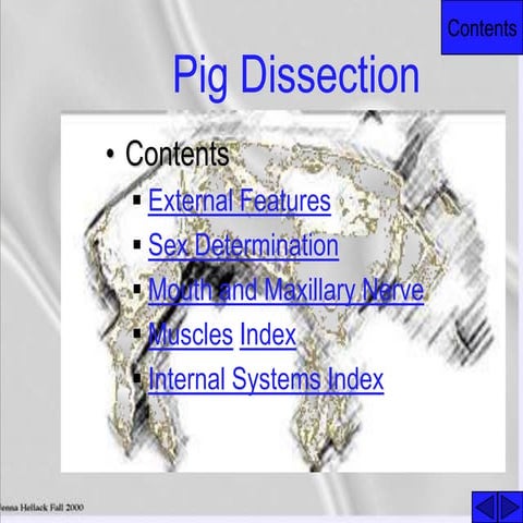 Fetal Pig | PPT