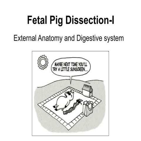 General Biology Fetal Pig Dissection-I.ppt