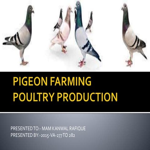 Pigeon farming | PPTX | Birds | Pets