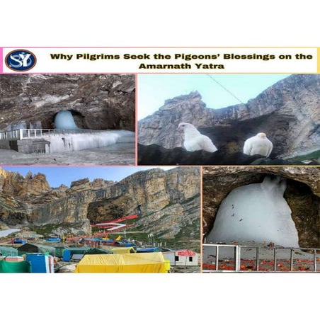 Pigeons’ story of Amarnath Yatra,,,,,,,, | PDF