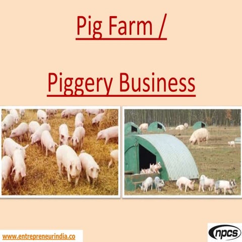 Pig Farm / Piggery Business | PPTX