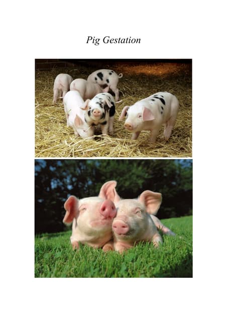 Poultry equipment and facilities | PPTX