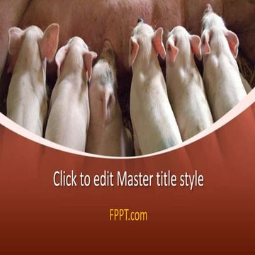 Piglet Farm Business Presentation Pptx