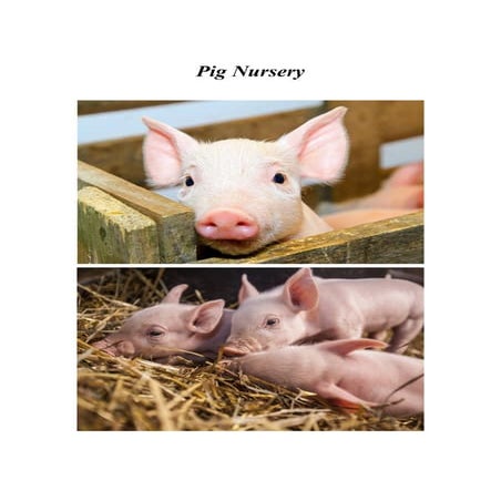 Pig farrowing crates | PDF