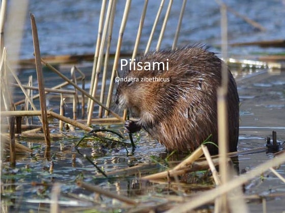 Vesipäästäinen 2 | PPTX