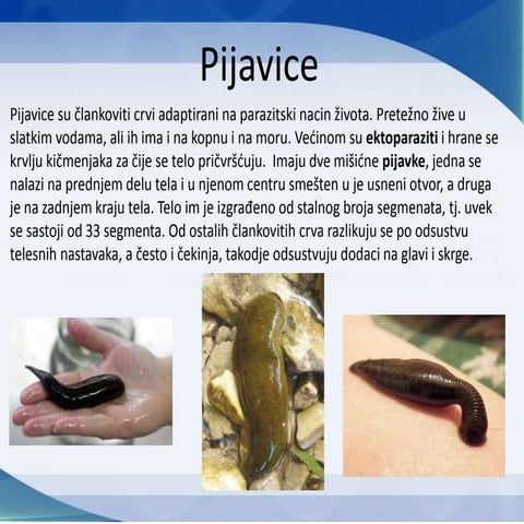 Pijavice | PPTX