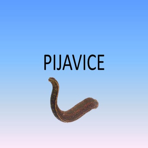 PIJAVICE | PPTX