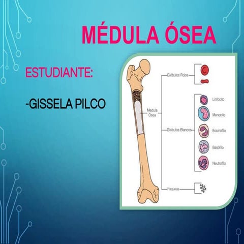 Pilco Gissela 1 A_ Médula osea | PPTX