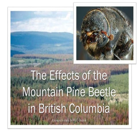 The Effects of the Mountain Pine Beetle on British Columbia's Forests ...