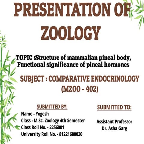 Mammalian Pineal Body Structure and Also Functions | PDF