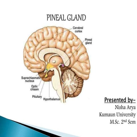 Pineal gland (Endocrinology) | PPTX
