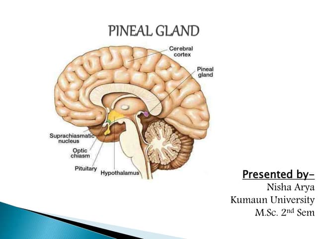 Histological structure of pituitory gland | PPTX