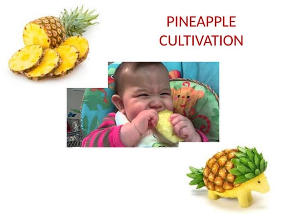 Pineapple | PPTX
