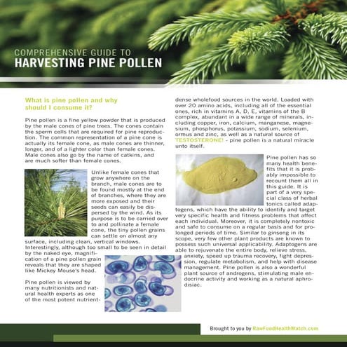 Comprehensive Guide to Harvesting Pine Pollen | PDF