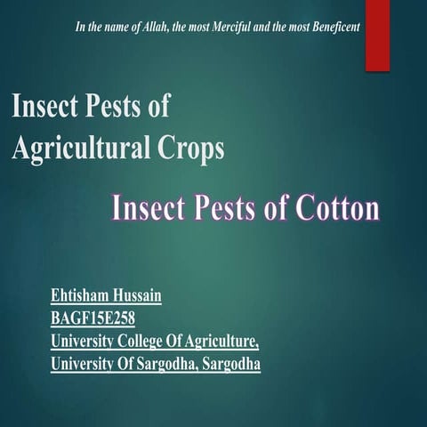 Pink boll worm | PPTX