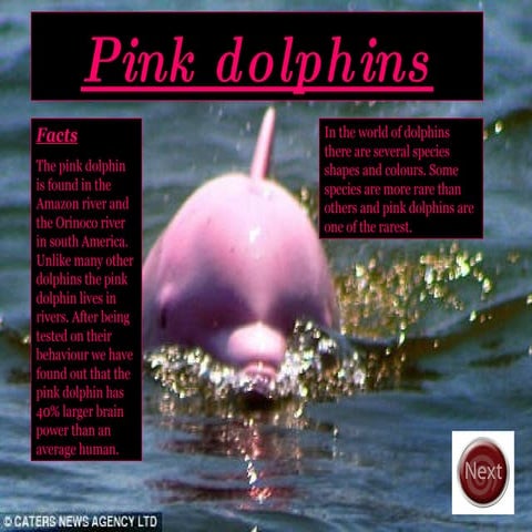 Pink Dolphins | PPT