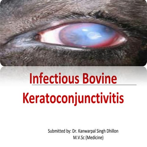 Pink eye or Infectious bovine keratoconjunctivitis | PPT