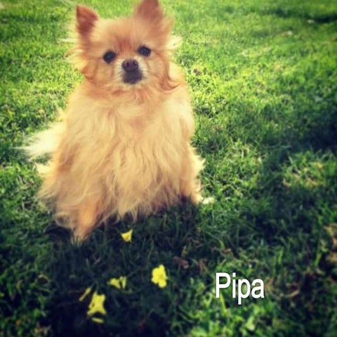 Pipa | PPT