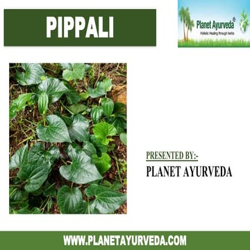 Pippali - Complete Guide to the Ayurvedic Herb.pdf