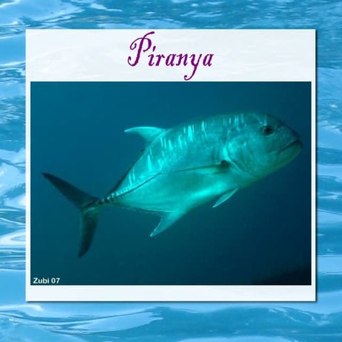 La piranya (Lorena) | PPT