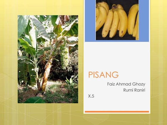 8 Panduan Tepat Cara Budidaya Tanaman Kelengkeng Itoh Agar Tumbuh Dengan Optimal dan Mampu ...
