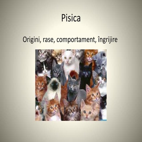 Pisica | PPTX