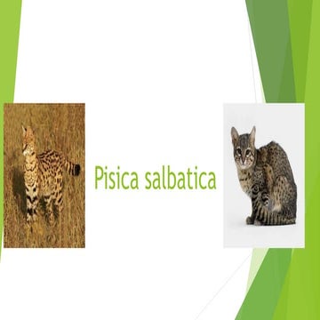 Pisica salbatica 55.pptx