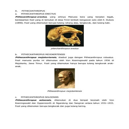 Pithecanthropus | PDF